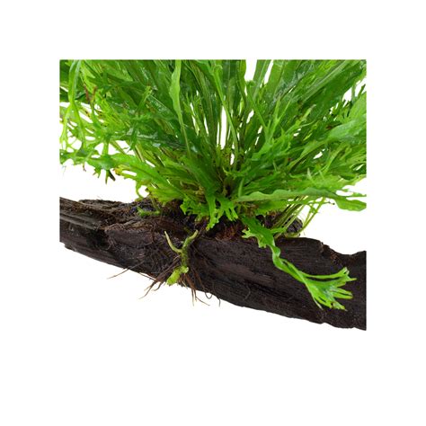 Microsorum Pteropus Windeløv