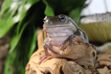 Princess Ribbita R Frogs