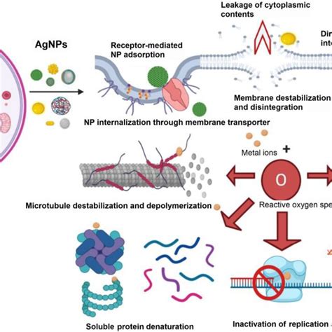 Effect Of Application Of Different Types Of Nanoparticles On Cellular