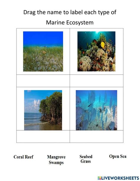 Free Marine Ecosystem Worksheet Download Free Marine Ecosystem