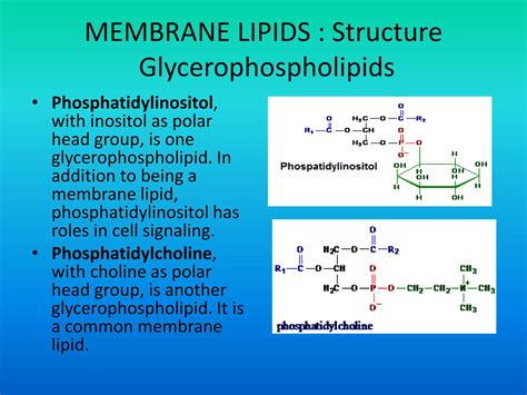 Membrane Lipids Contd Pptx