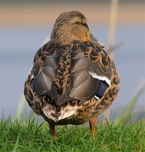 Female Mallard Rear View Not The Most Flattering Of Angle Flickr