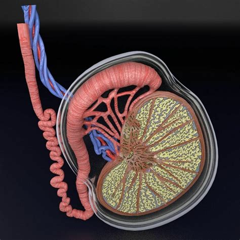 3d File Testis Anatomy Histology 3d Model 🧪 ・3d Printable Design To