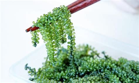 冬季必吃的 海葡萄”是什么？挑选、料理、保存一篇看懂！海葡萄料理冲绳新浪新闻