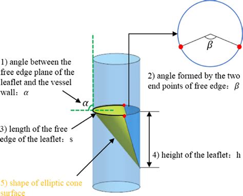Model Of The Monocusp In The Vessel Biomedical Engineering Society