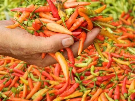 Cara Menanam Cabe Yang Baik Dan Benar