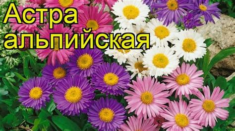 Астра альпийская. Краткий обзор, описание характеристик, где купить ...