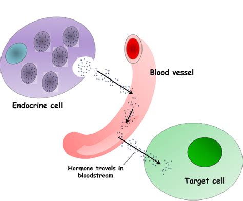 Hormone Target Cell