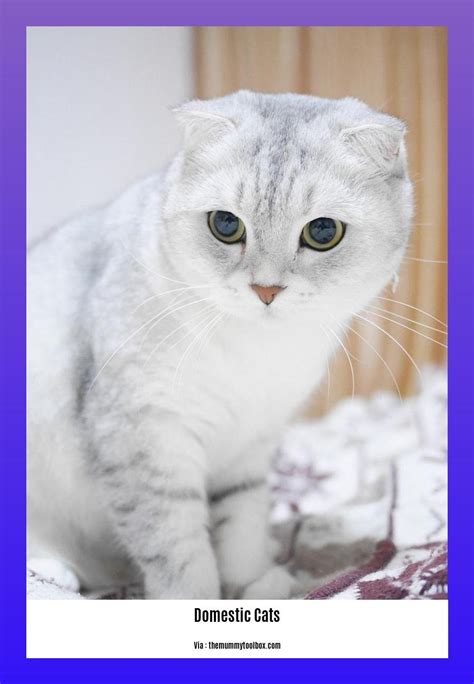 Fascinating Facts About Domestic Cats Unveiling The Enigmatic World Of