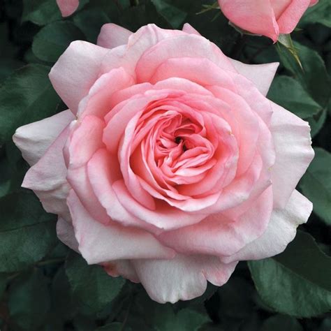 Savannah Sunbelt Rose Hybrid Tea Roses Tea Roses Rose Bushes For Sale