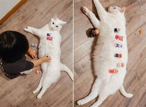 아이가 몸에 피규어 장난감 올려놓아도 성질 안 내고 놀아주는 고양이 애니멀 플래닛