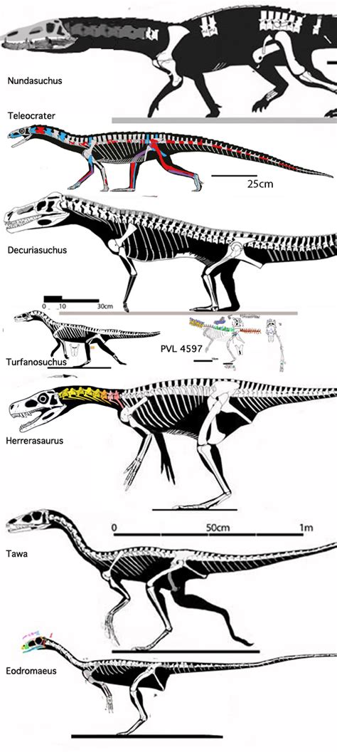 Pvl 4597 Basal Archosaur