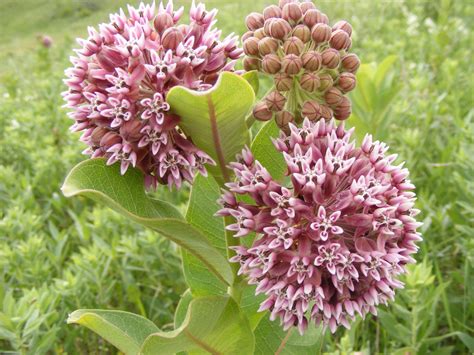 Common Milkweed Pawnee Buttes Seed Inc
