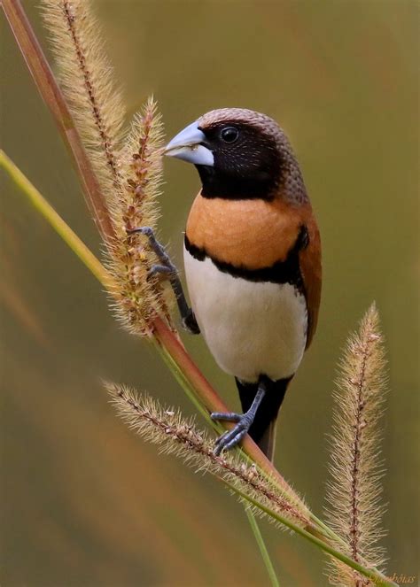 Chestnut Breasted Mannikin Lonchura Castaneothorax Flickr