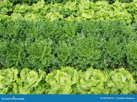 Lettuce And Endive Plants In The Vegetable Garden Top View Stock Image