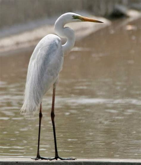 Eastern Great Egret Birds Of India Bird World