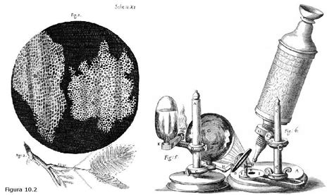 Teoría Celular Introducción Histórica BiologÍa