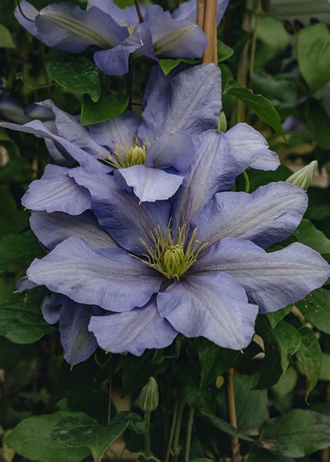 Clematis Cezanne™ Burford Garden Co