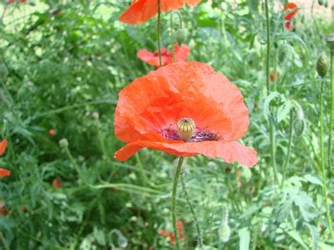 Flores De Amapola Roja Con Una Abeja Y Campos De Trigo En El Fondo