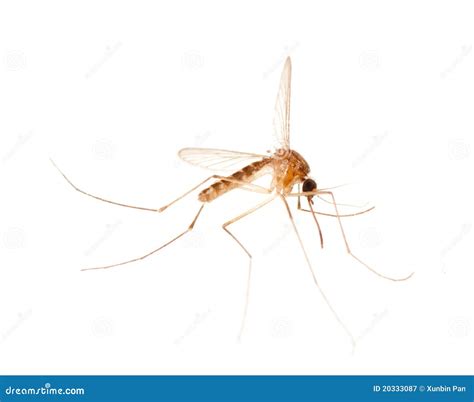 Mosquito Bug Stock Image Image Of Disease Danger Anopheles 20333087