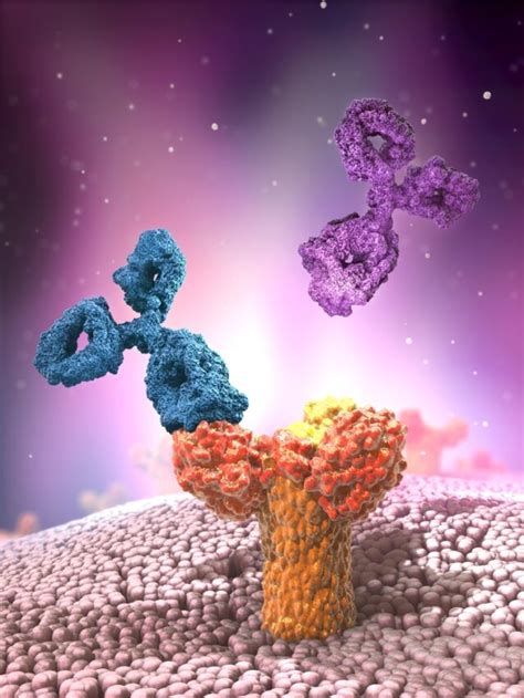 Neutralizing Antibody Assay Bioagilytix