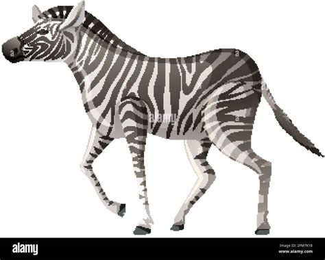 Adult Zebra In Walking Position On White Background Illustration Stock