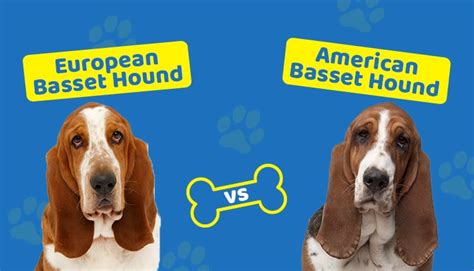 Are Basset Hound Intelligent