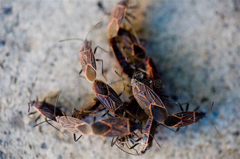 Seed Bugs Stock Photo Image Of Intercourse Seed Orgy 18449144
