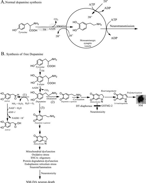 Why Are Neuromelanin Containing Dopaminergic Neurons Lost In Idiopathic