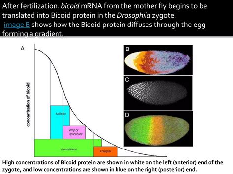 Morphogens Induction And Cytoplasmic Determinants Pptx