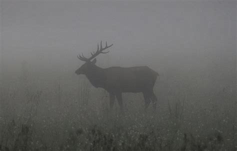 Wallpaper Misty Ghost Fog Darkness Elk For Mobile And Desktop