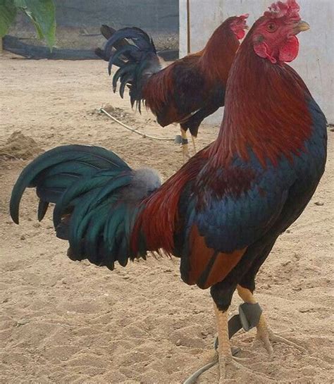 Les 25 Meilleures Idées De La Catégorie Gallos Kelso Sur