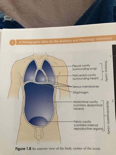 Anatomy Lab Ch 1 Flashcards Quizlet