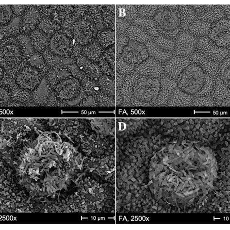 Scanning Electron Microscopy Images Showing The Stomata Patterns On