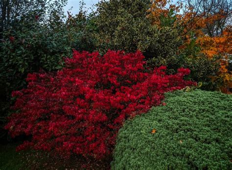 Photinia Burning Bush Holly Hebe Parrotia Yellow Rbotanicalporn