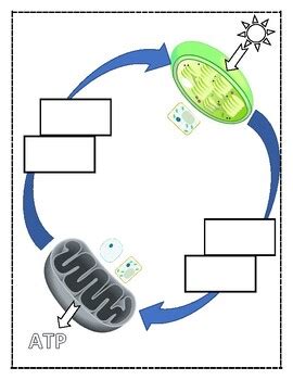 Cellular Respiration Diagram Blank