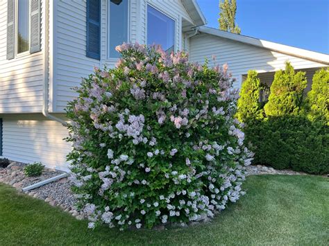 Dwarf Miss Kim Lilac Size