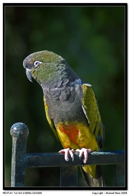 Patagonian Conure A Photo On Flickriver
