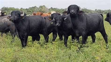 Carne De Búfalo Animarse A Innovar En La Parrilla Infobae