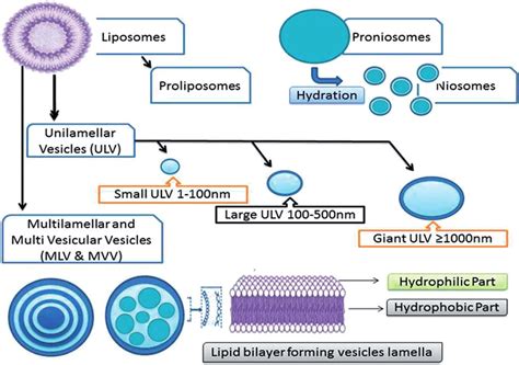 Schematic Representation Of Various Niosomes And Proniosomes