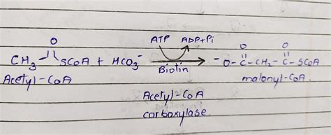 Lipogenesis De Novo Synthesis Of Fatty Acids And Mcqs For Gpat Csir