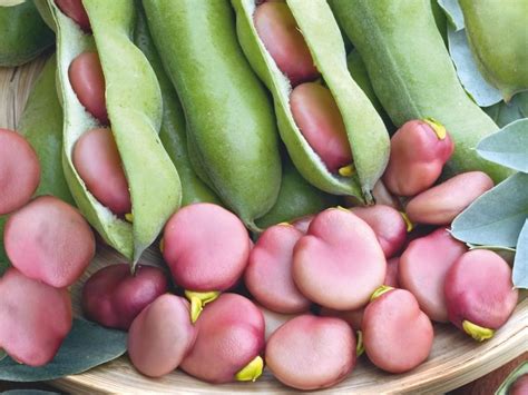 How To Grow Broad Beans Suttons Gardening Grow How