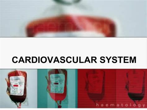 Ppt Cardiovascular System Powerpoint Presentation Free Download Id