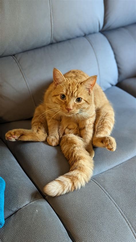 Ham Boy Jones Roneorangebraincell