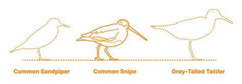 Common Snipe Gallinago Gallinago Dimensions And Drawings