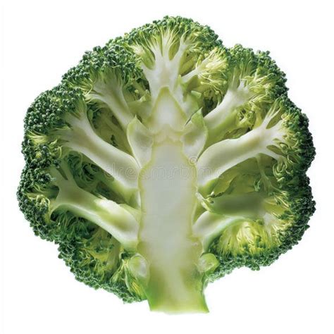 Cross Section Of Vibrant Green Broccoli Floret On White Background Stock Illustration