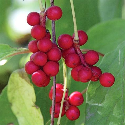 Preorder Magnolia Vine Schisandra Chinensis ‘eastern Prince Amsterdam Garden Centre