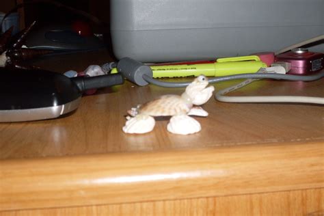 Sea Shell Turtle · A Shell Ornament · Construction On Cut Out Keep