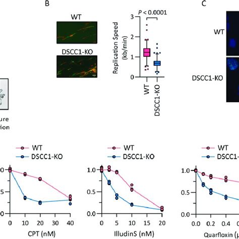 Human Dscc1 Rfc Has Roles In Sister Chromatid Cohesion Dna