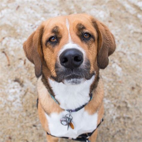 Daisy Foxhound Mix 4 Yo Battery Park New York Ny • Shes Our